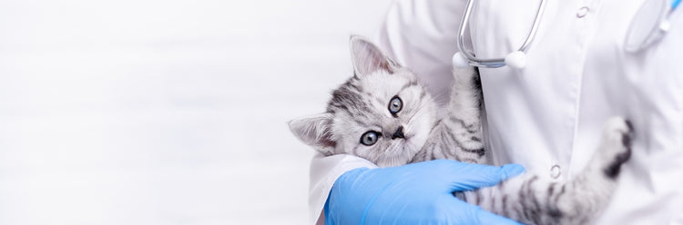 About Us – Mid-Levels Cat Hospital